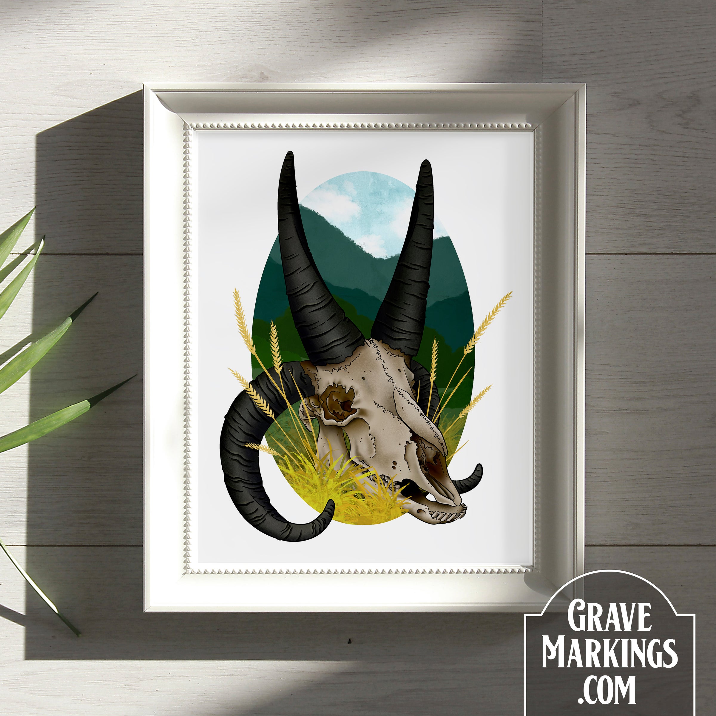 Four Horned Sheep Skull